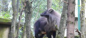 A Best Tourist Attraction in Shimla - Kufri | Explore Shimla & Kufri ...