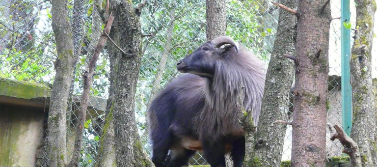 A Best Tourist Attraction in Shimla - Kufri | Explore Shimla & Kufri ...