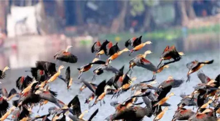 Bird Sanctuaries of Maharashtra – Top Spots for Birdwatching
