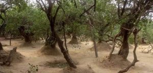 Mysterious Temples in India: Explore Ancient Secrets