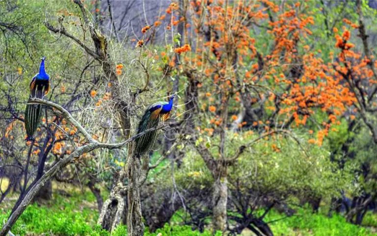 Sariska Wildlife Sanctuary : The Best Jungle Safaris in Rajasthan