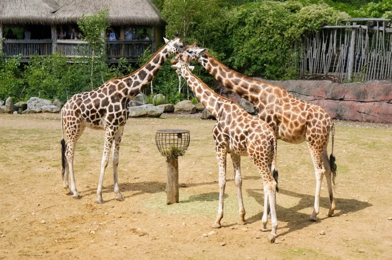 National Zoological Gardens — Pretoria Zoo, South Africa, zoo