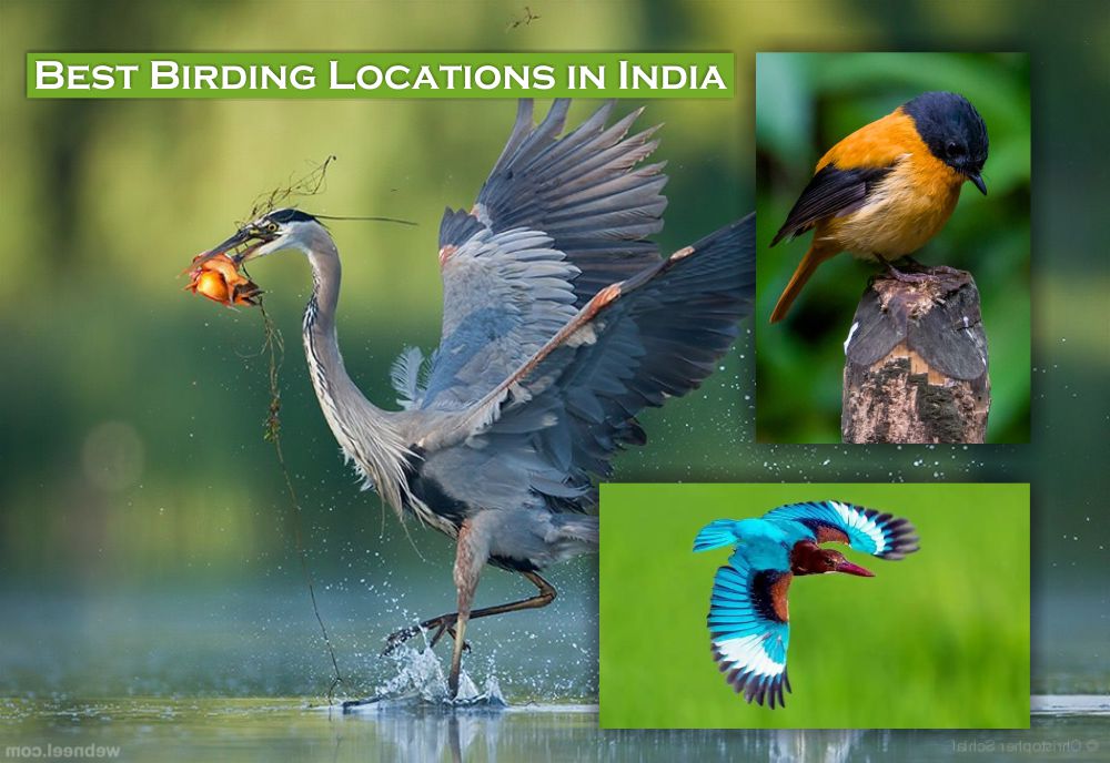Best Birding Locations in India | Bird Watcher Parks India