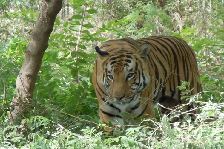 15 Days India Tiger With Taj Mahal and Jaipur Tour Package